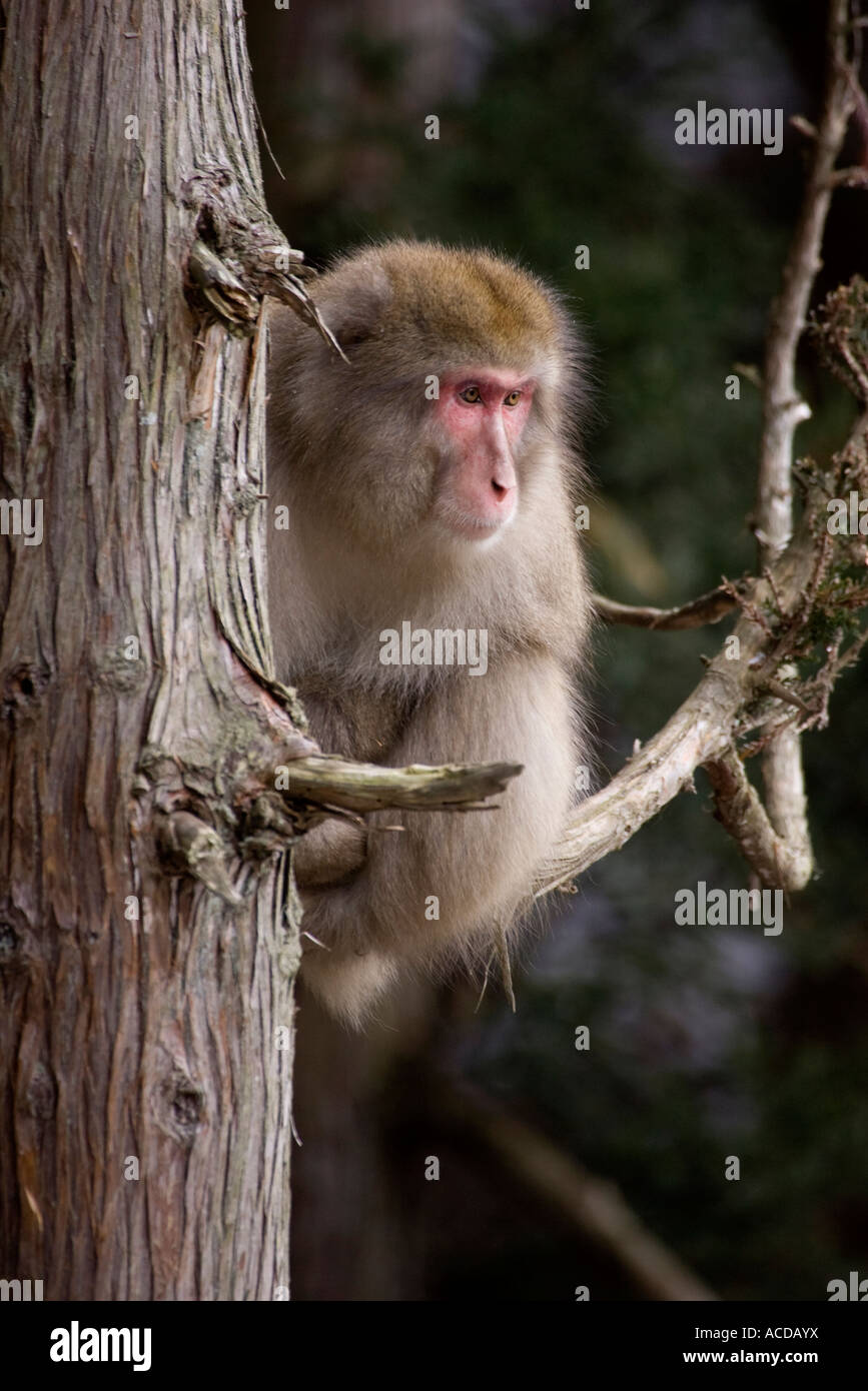 Japanese macaque in a Tree Stock Photo - Alamy