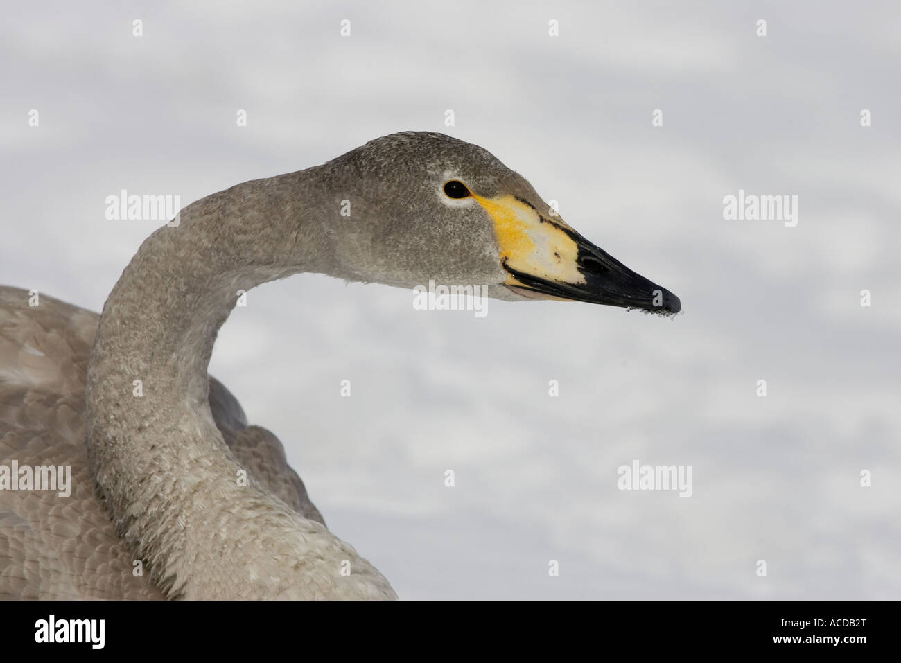 Whooper Swan Immature juvenile Stock Photo - Alamy