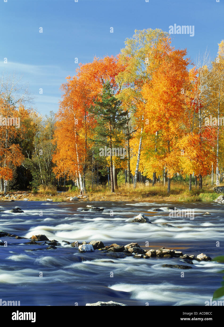 Dal River rapids flowing past autumn colors in Sweden Stock Photo - Alamy
