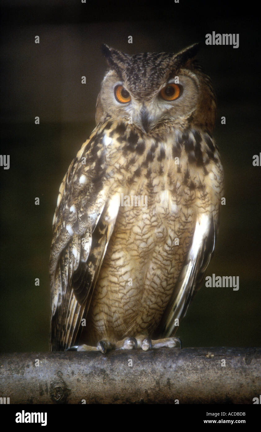 Aharoni hi-res stock photography and images - Alamy