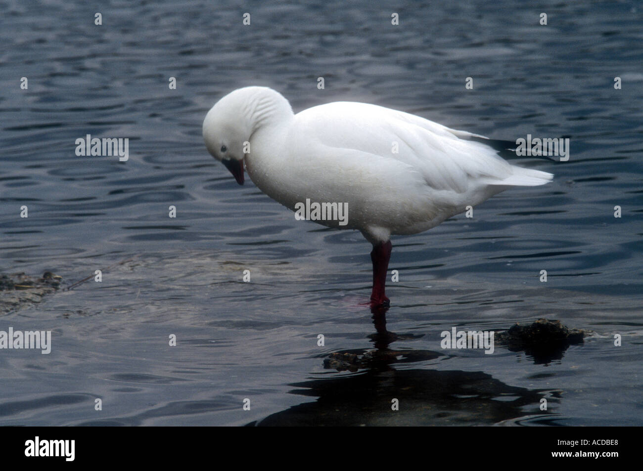 Ross s goose hi-res stock photography and images - Alamy
