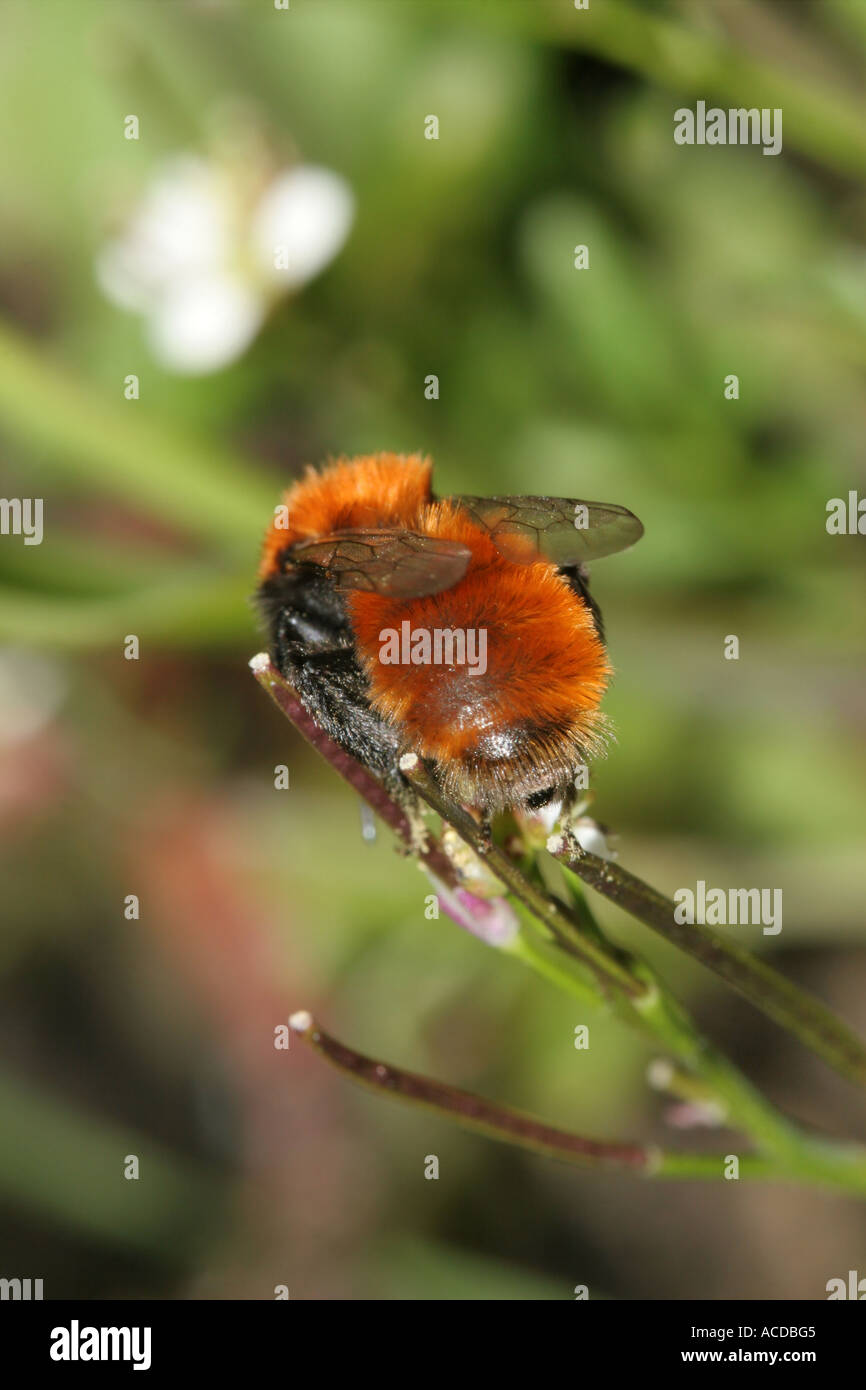 Female Tawny Mining Bee Andrena fulva Dorsal View Stock Photo - Alamy