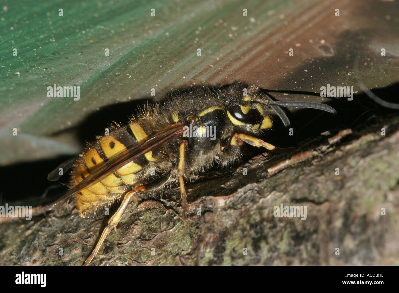 Common Wasp Vespula vulgaris Queen Emerging from Hibernation Stock ...
