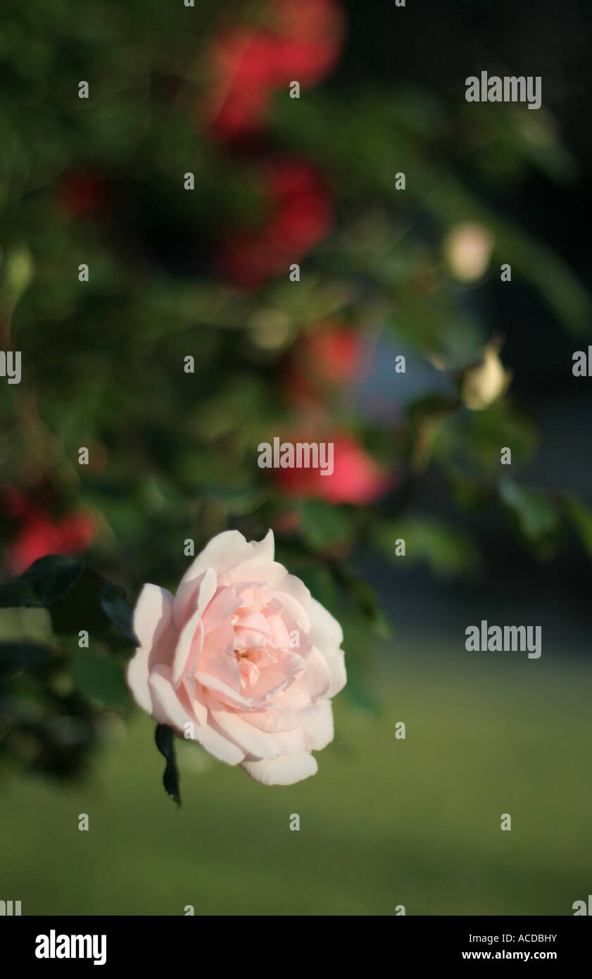 Rose in Brooklyn Street Stock Photo - Alamy