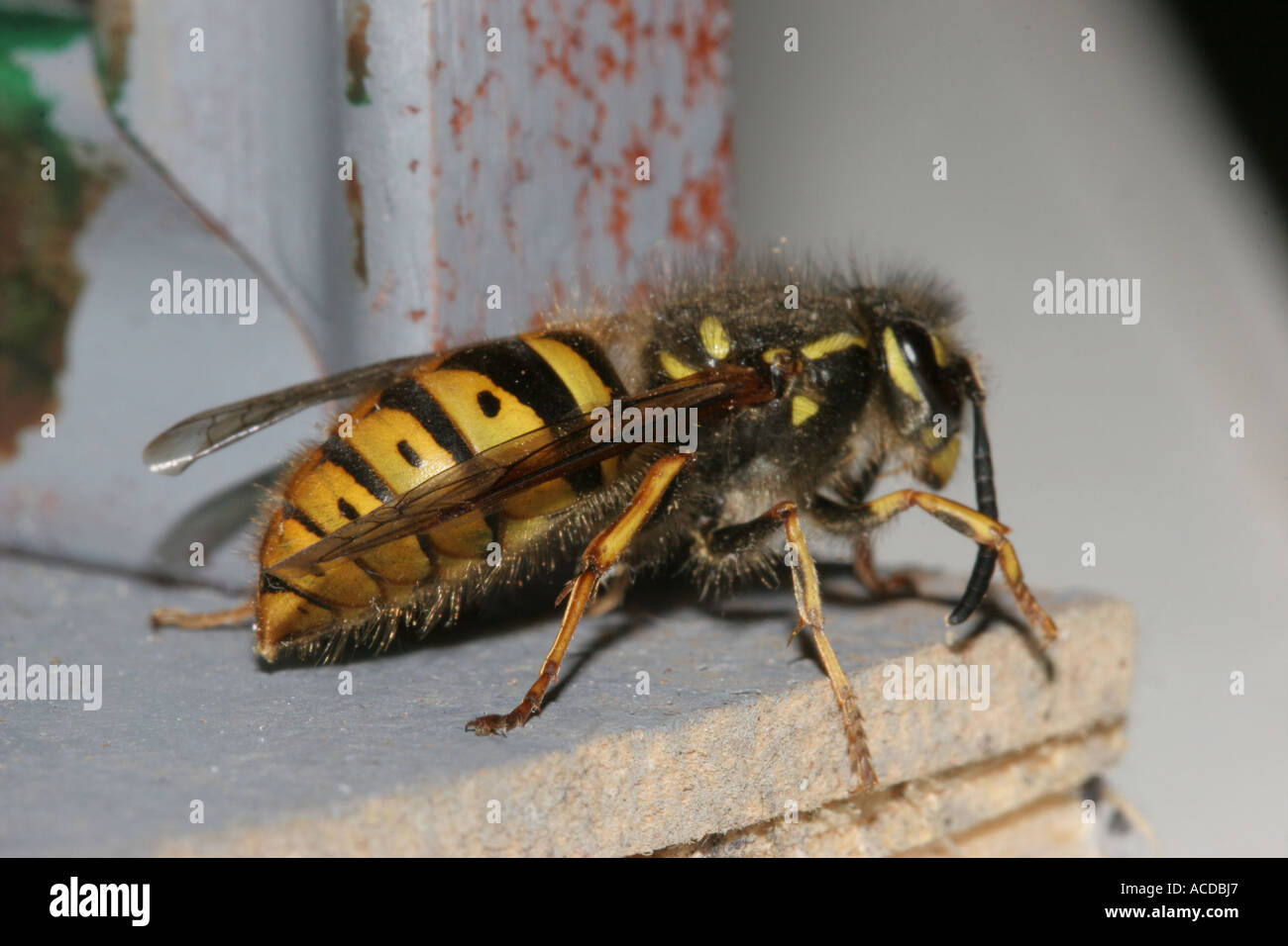 Common Wasp Vespula vulgaris Queen Awakening from Hibernation Stock ...