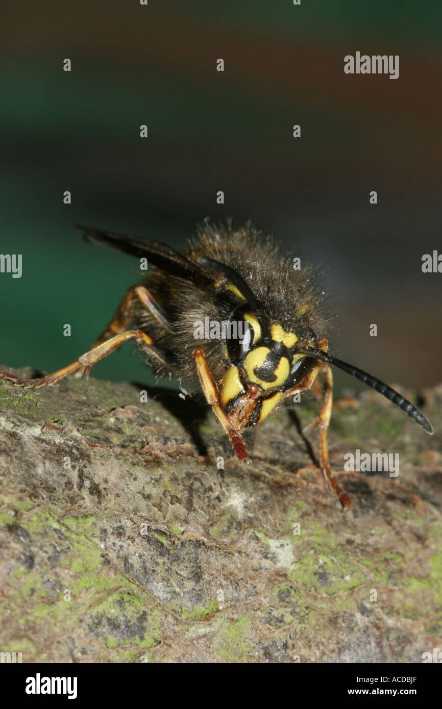 Common Wasp Vespula vulgaris Queen cleaning and showing internal ...