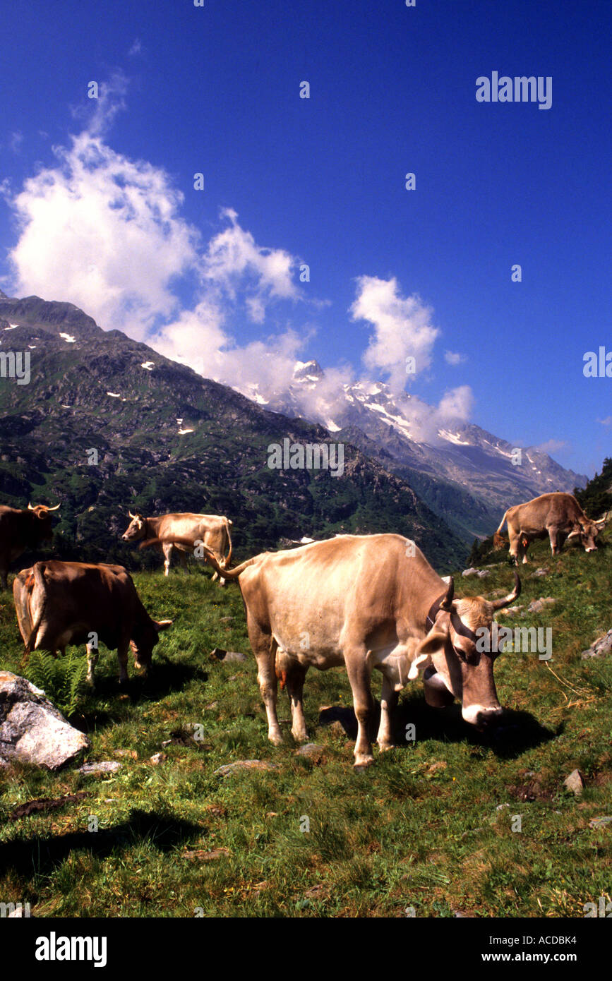 Austrian animal hi-res stock photography and images - Alamy