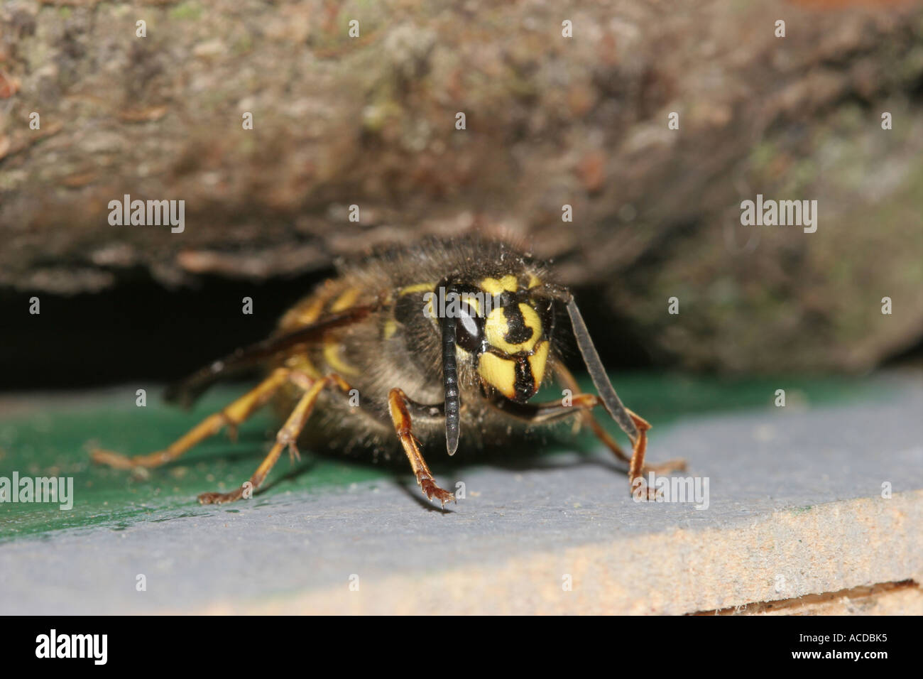 Queen wasp hi-res stock photography and images - Alamy