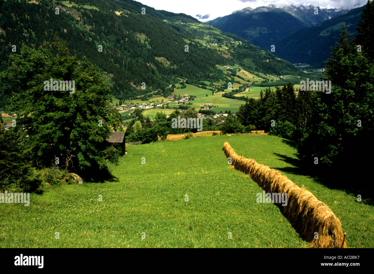 Austria Austrian Grossclockner Farmer Cow Cattle Mountains Stock Photo ...