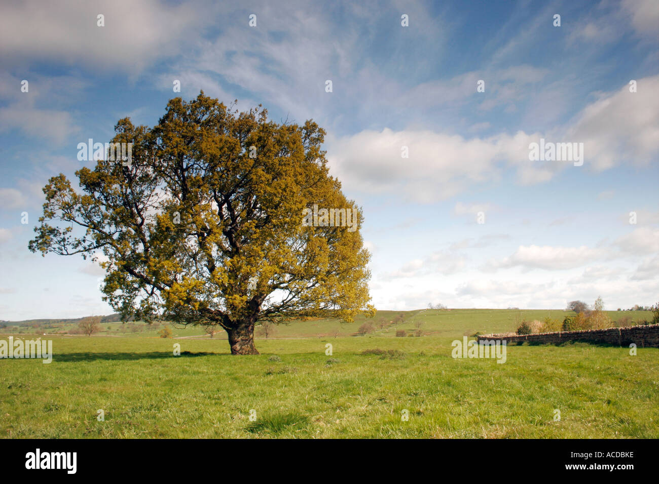 Old sessile oak wood hi-res stock photography and images - Alamy