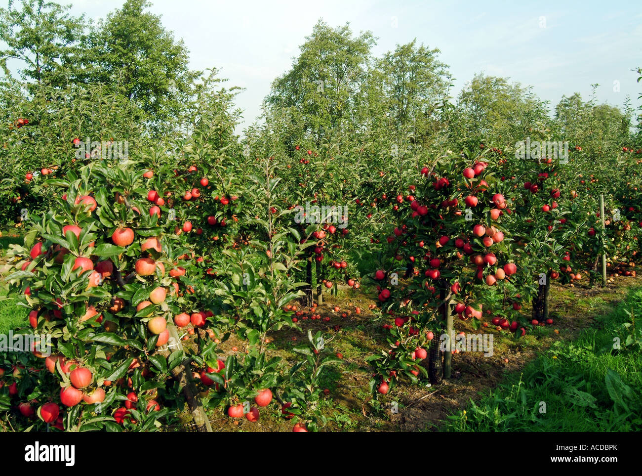 Kent orchard autumn hi-res stock photography and images - Alamy