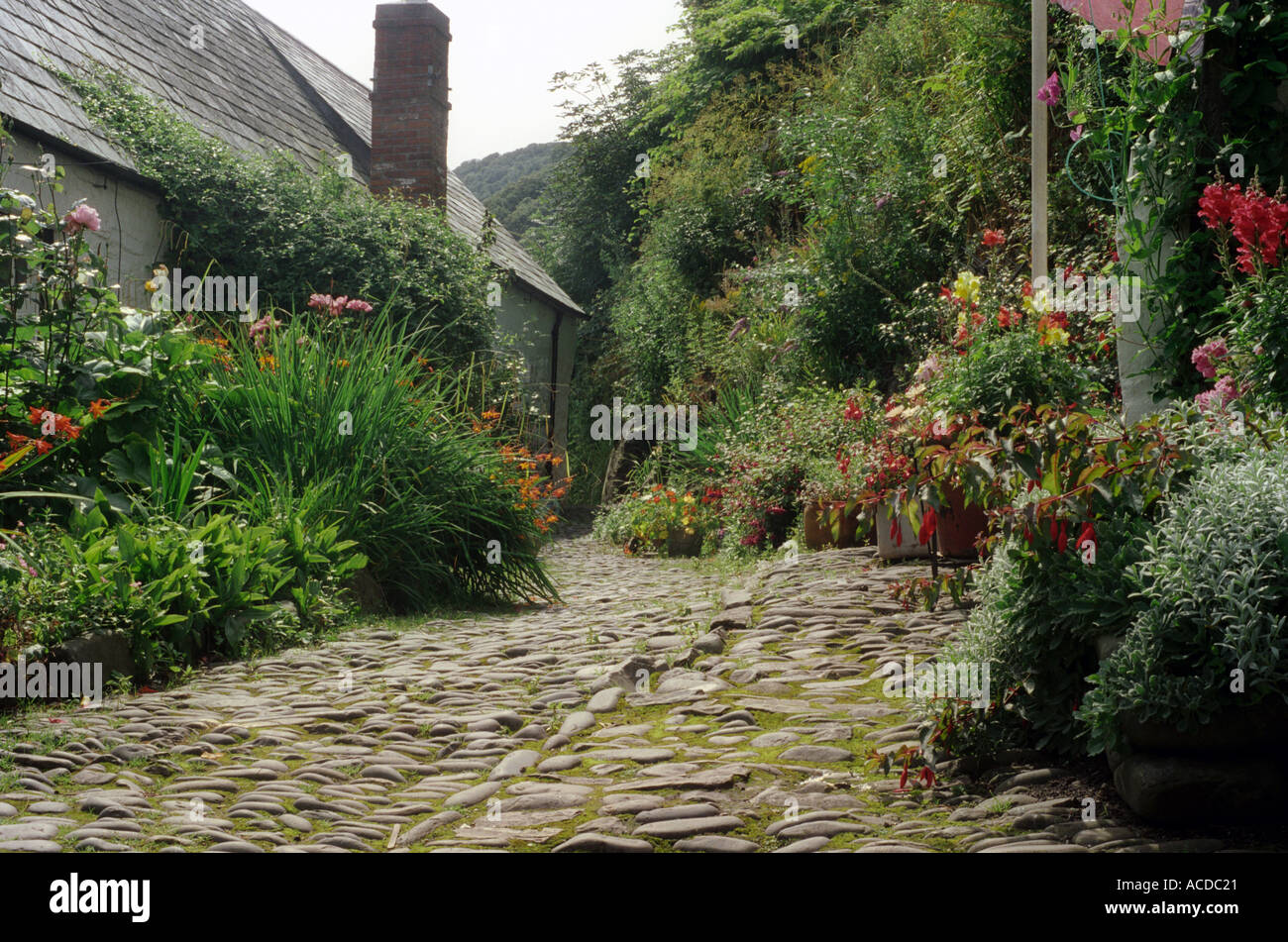 Flowers in Clovelly village North Devon England Violets and pansy Stock ...