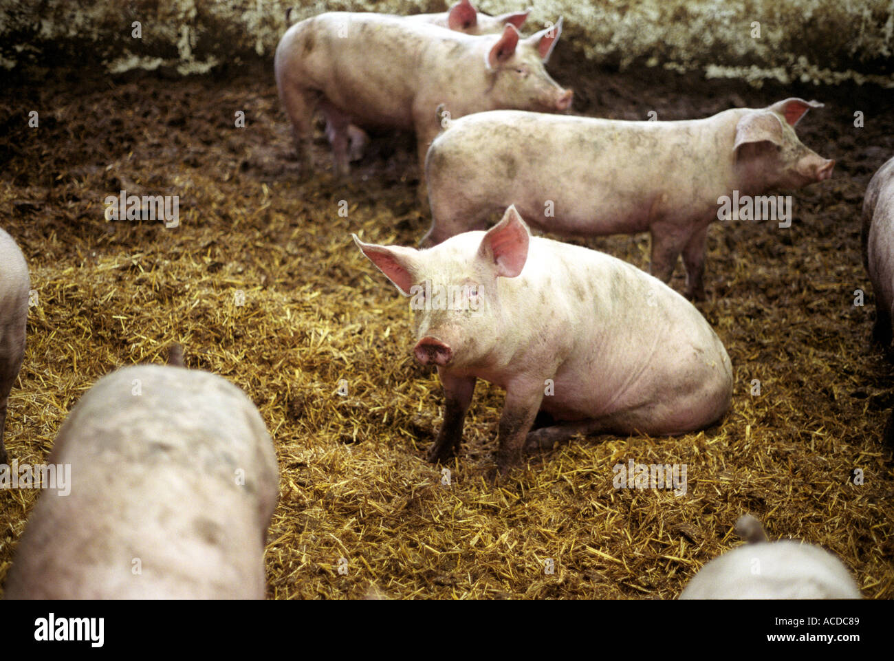 Pig in growing pen Stock Photo - Alamy