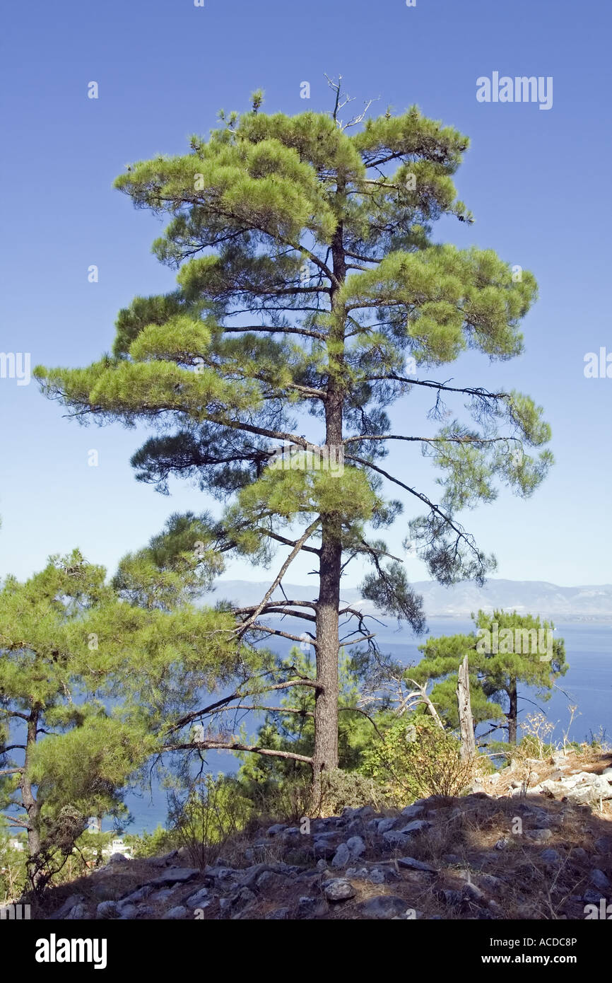 Pine Tree On The Hill In Thassos Island In Northern Greece Stock Photo ...