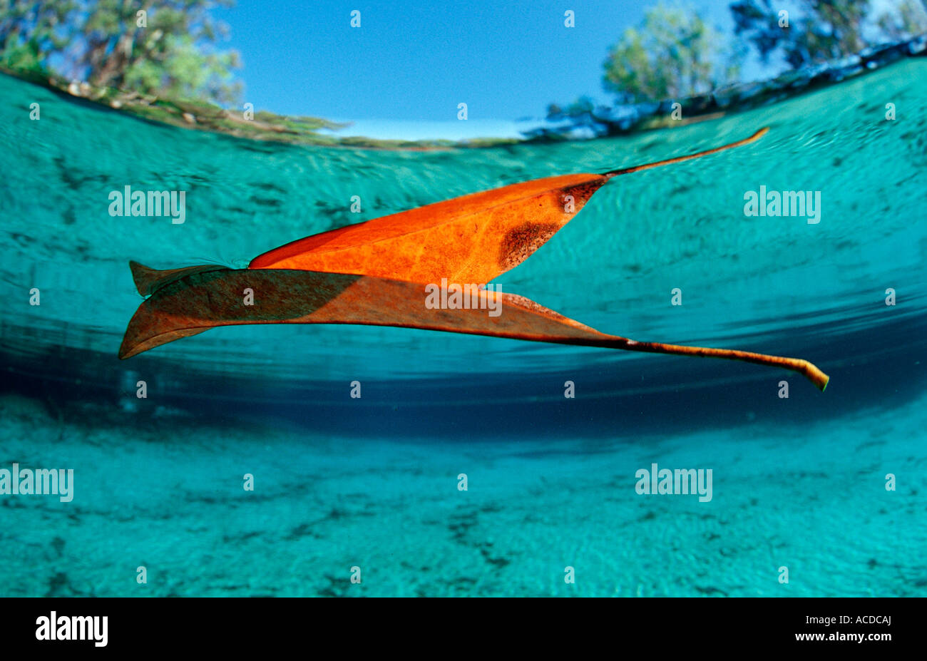 Leaf reflection USA Florida FL Crystal River Stock Photo - Alamy