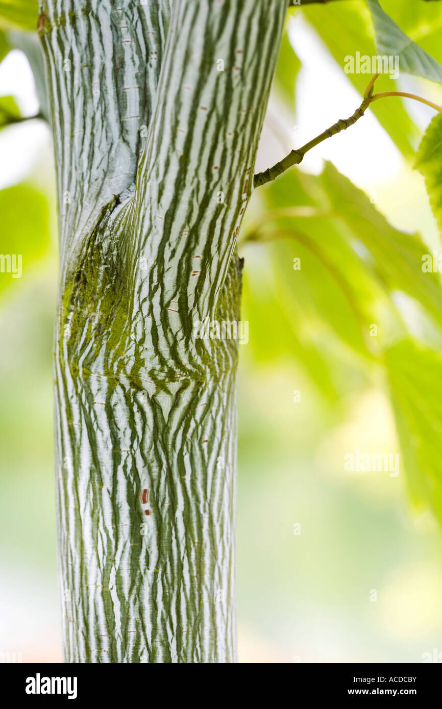 Green white striated bark hi-res stock photography and images - Alamy