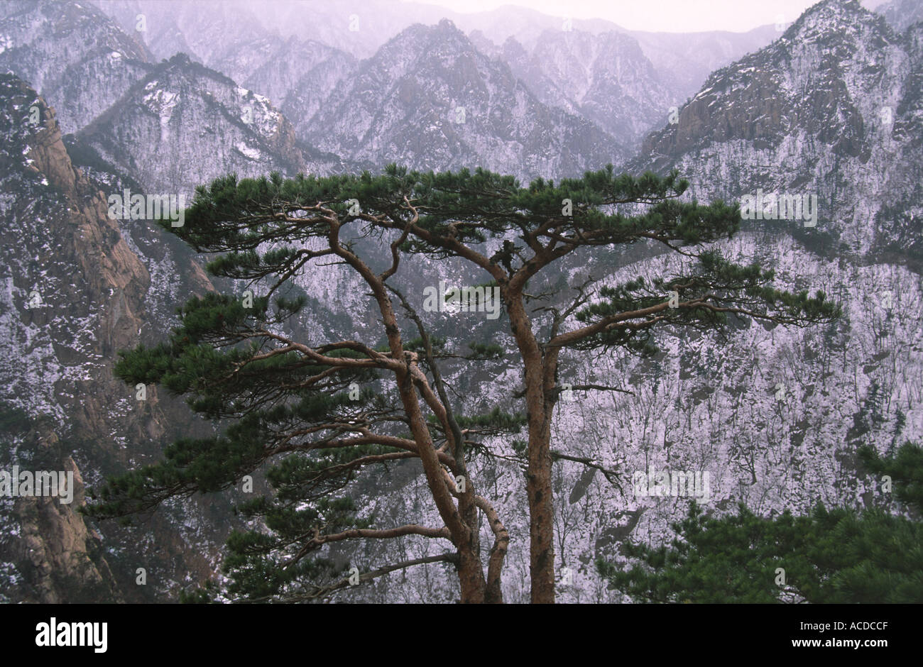 What Is The National Tree Of South Korea at Petra Webster blog