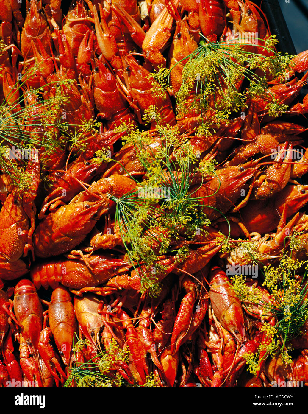C is for crayfish hi-res stock photography and images - Alamy