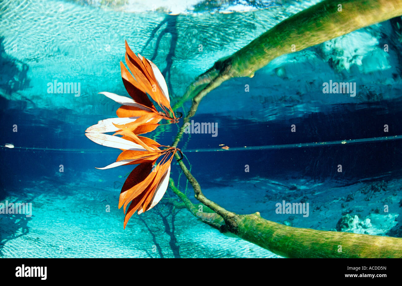 Water reflection USA Florida FL Crystal River Stock Photo - Alamy