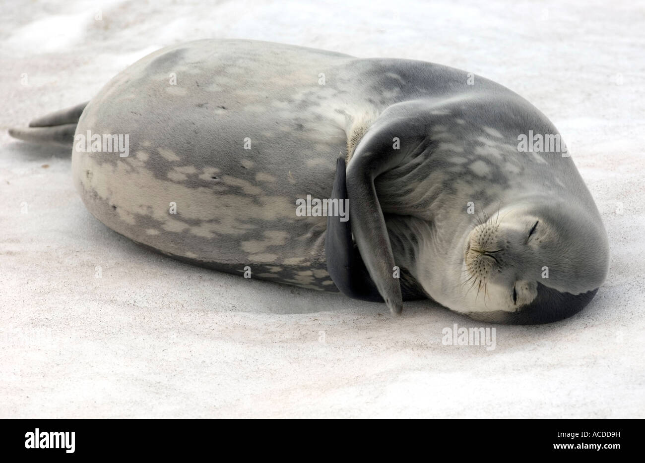 Weddell Seal in Antarctica Stock Photo - Alamy