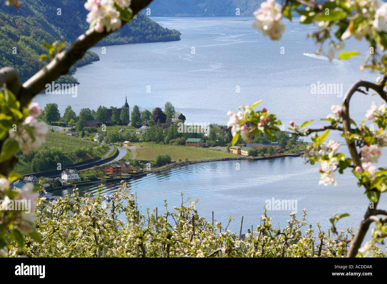 Apple blossom and orchards above Lofthus and Sorfjorden, Ullensvang ...