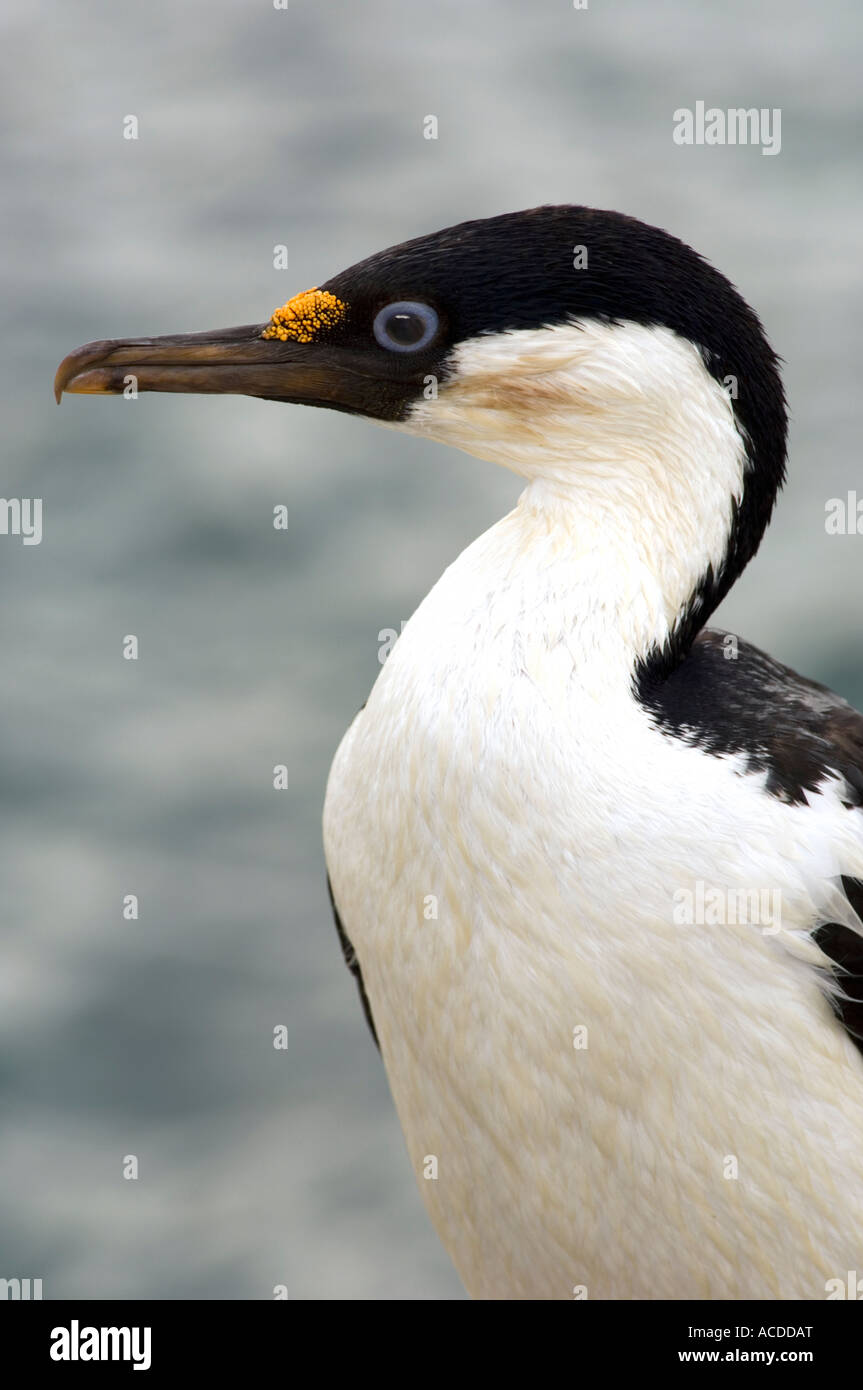 A blue-eyed shag in Antarctica Stock Photo - Alamy