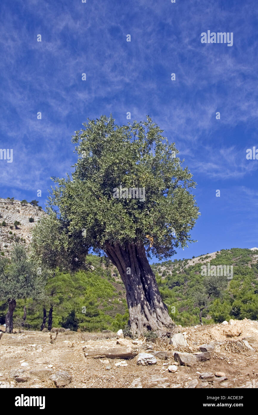 Olive tree thassos greece hi-res stock photography and images - Alamy