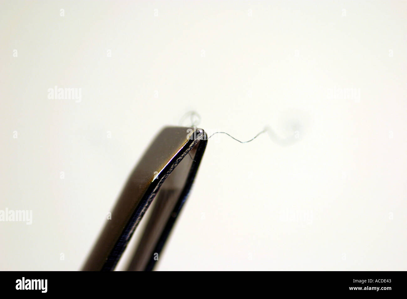 Carpet fiber from crime scene Stock Photo - Alamy