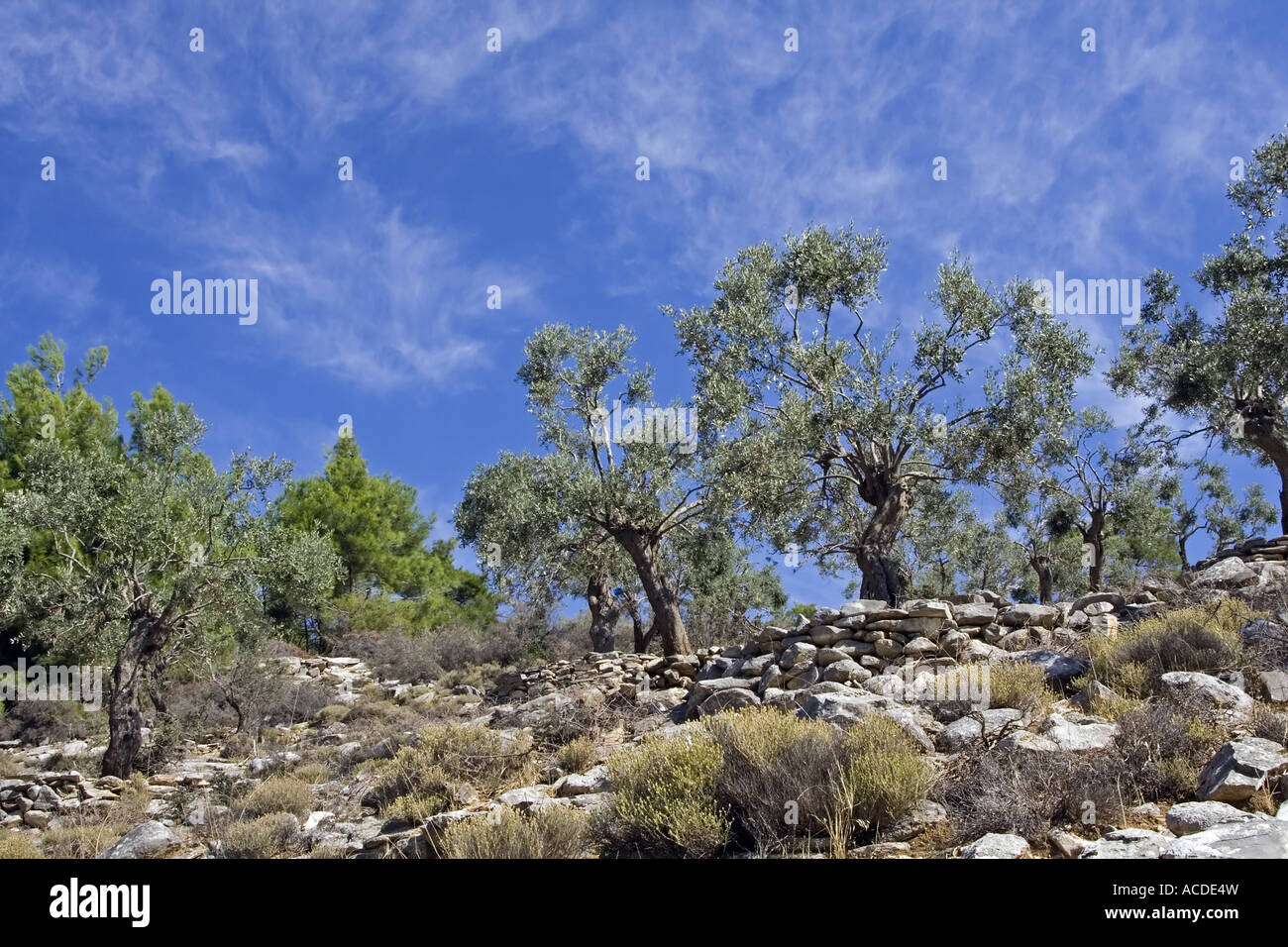Olive Trees In Thassos, Northern Greece Stock Photo - Alamy