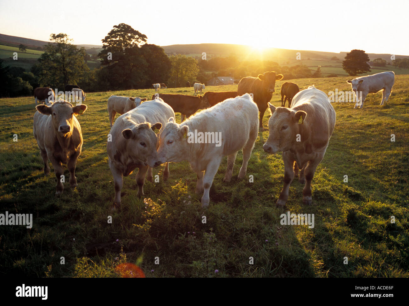 A herd of cows in the evening sunlight North Yorkshire England Stock ...