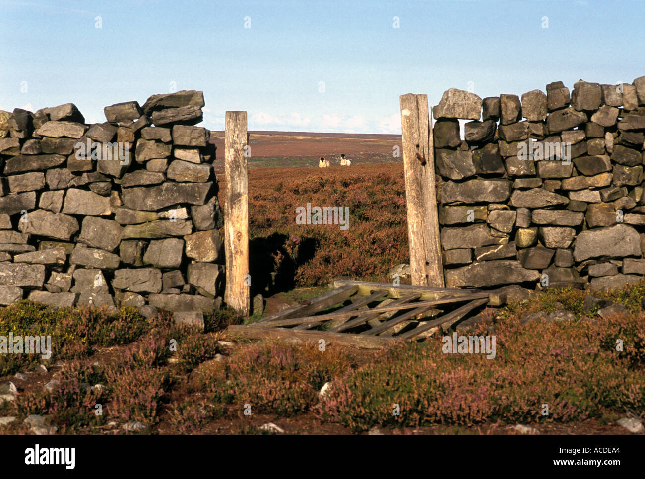 North Yorkshire dry stone wall with broken gate near Commondale England ...
