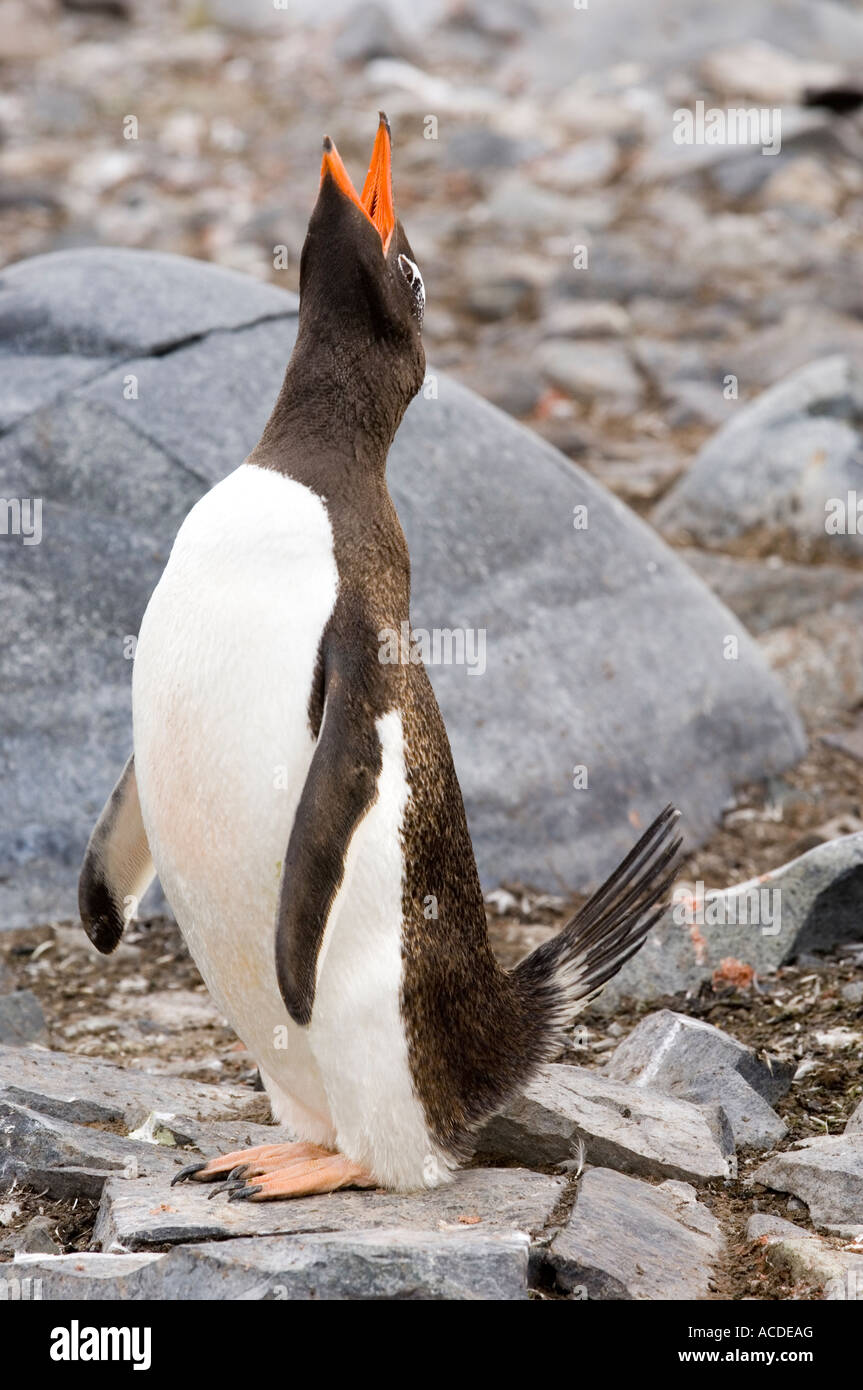 Antarctica gentoo penguin calling Stock Photo - Alamy