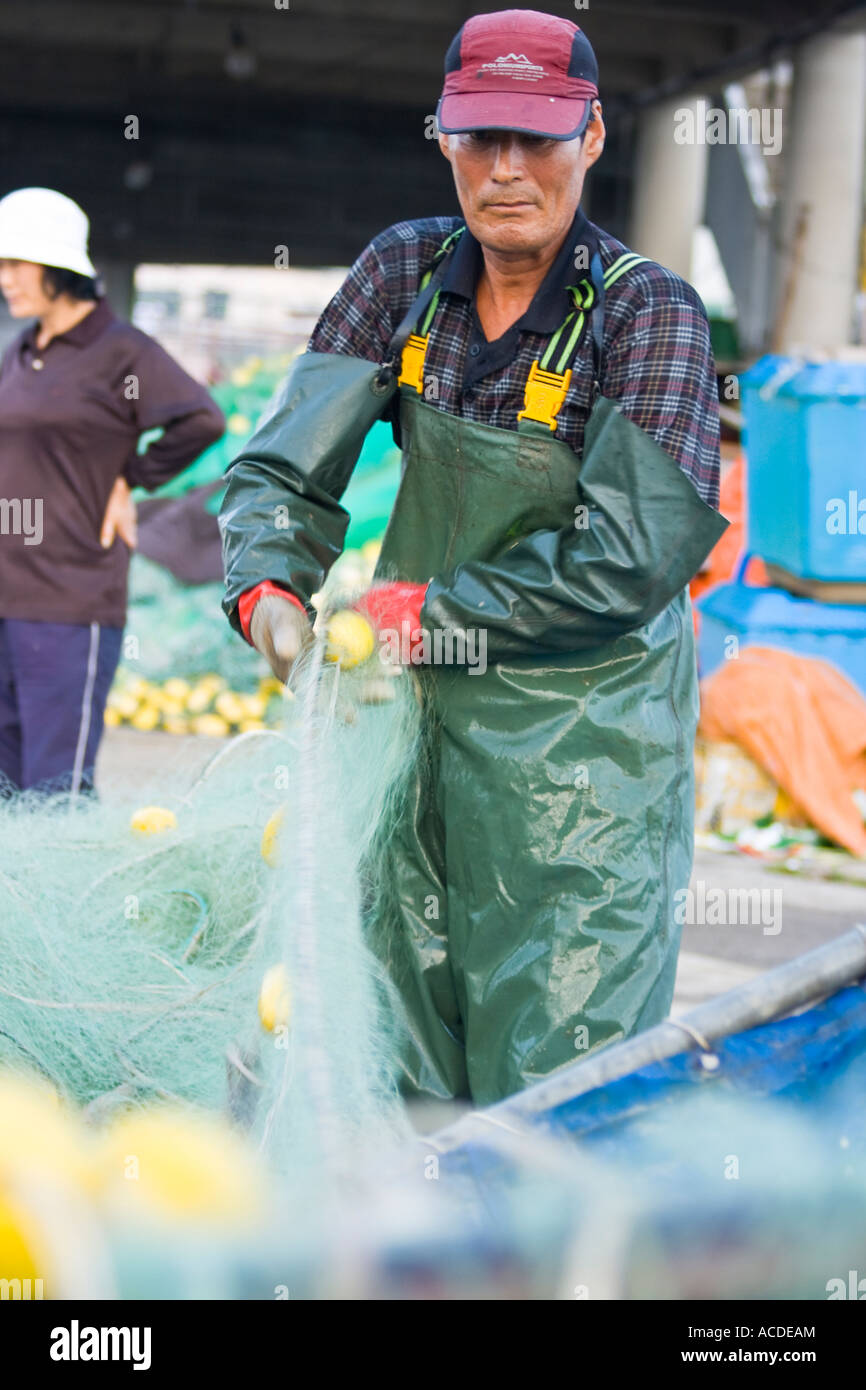 Man Pulling Nets and Removing Squid on Piers Cheongjin Fishing Village ...
