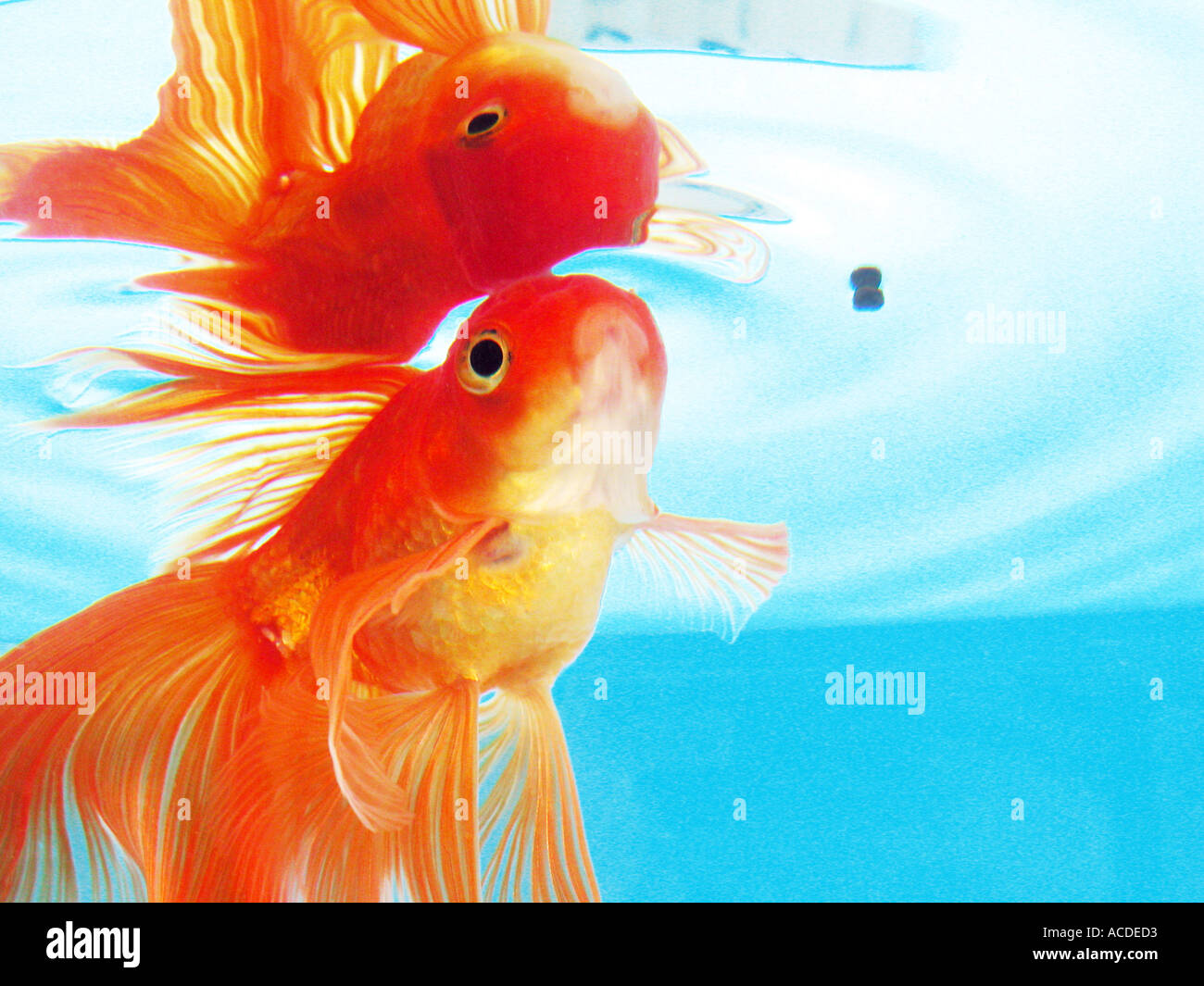 gold fish feeding reflection in the water surface Stock Photo - Alamy