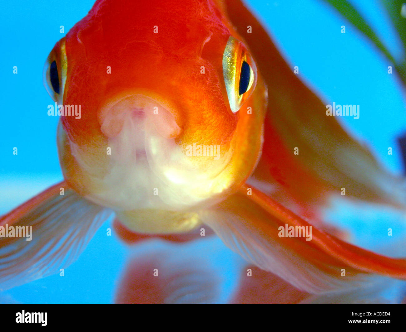 Gold fish big tank hi-res stock photography and images - Alamy