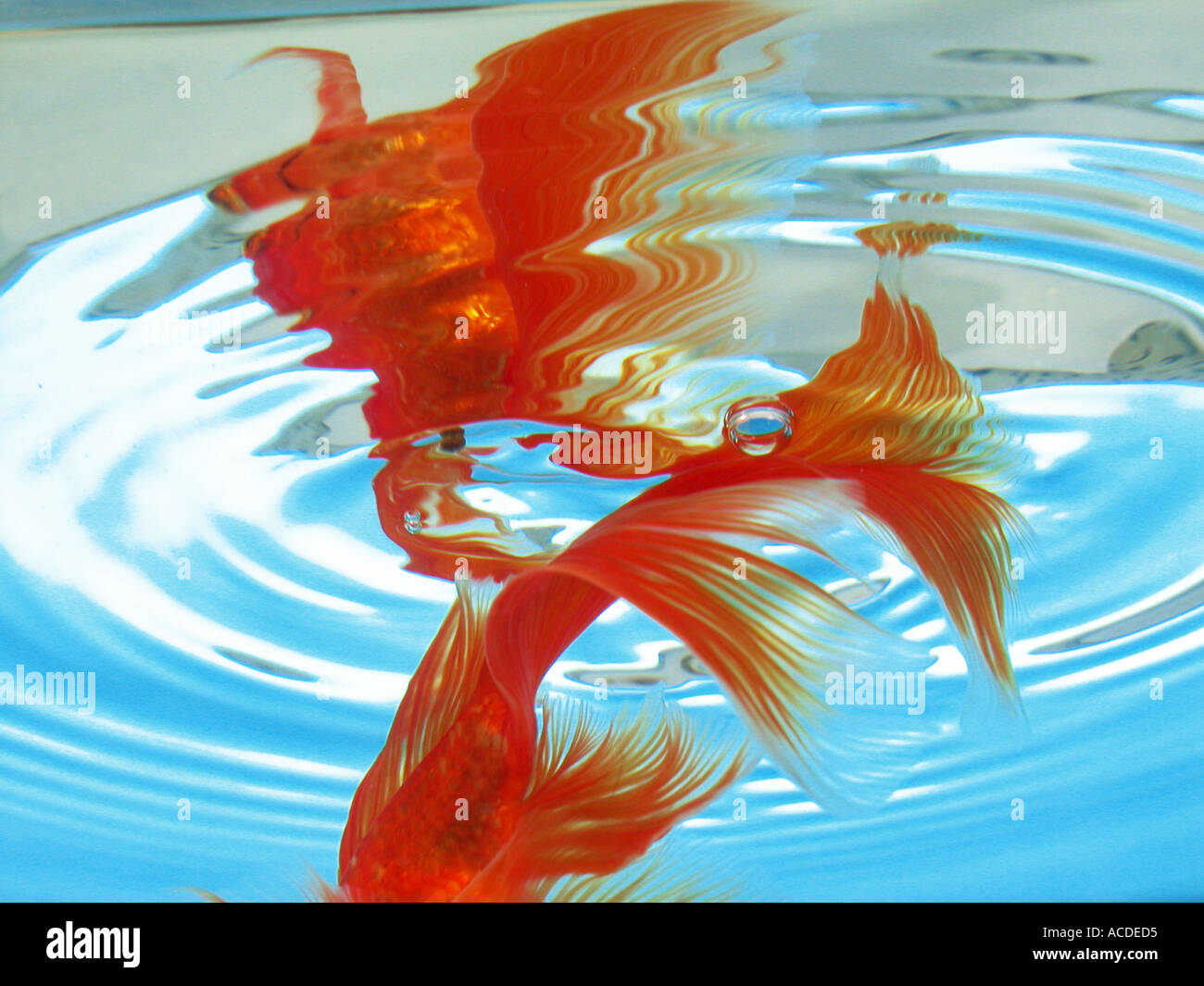 gold fish feeding reflection in the water surface Stock Photo - Alamy