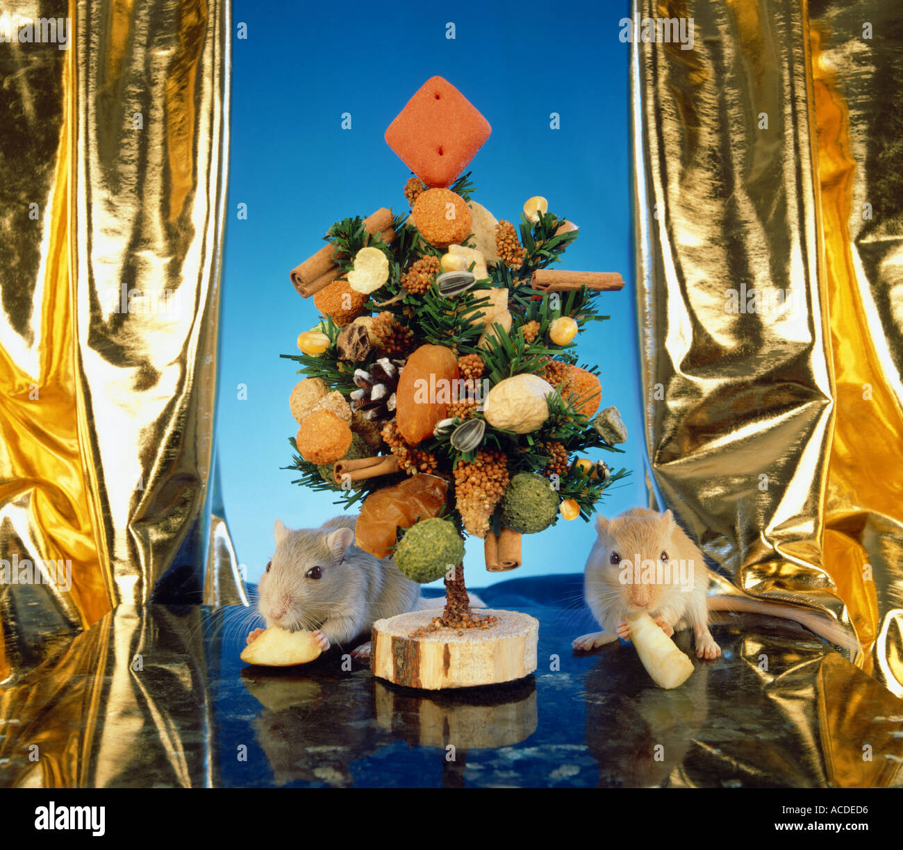 Animal christmas gift zoo hi-res stock photography and images - Alamy