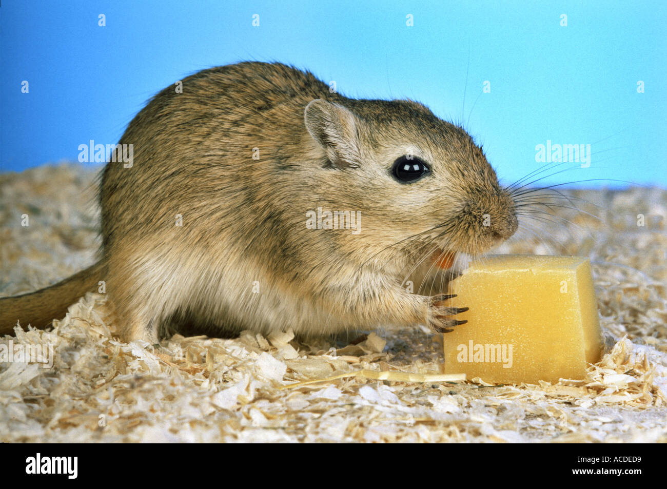 gerbil eating cheese Stock Photo - Alamy