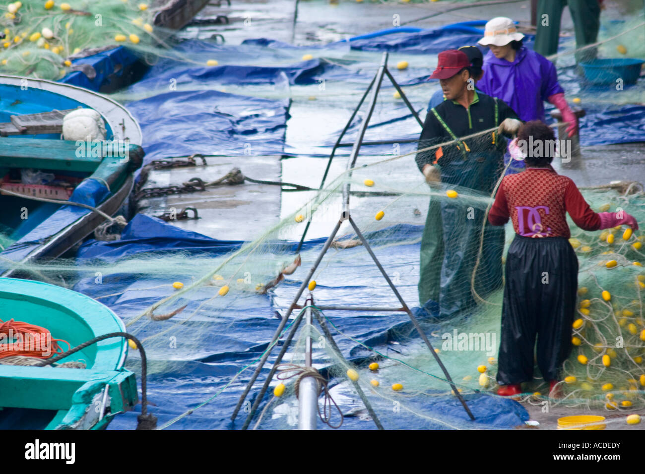 Pulling Nets and Removing Squid on Piers Cheongjin Fishing Village near ...