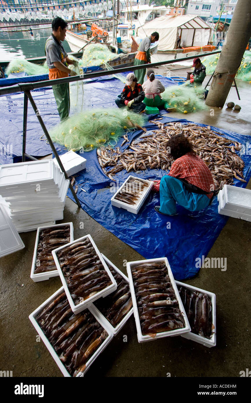 Korean Woman Packing Squid on Piers Cheongjin Fishing Village near ...