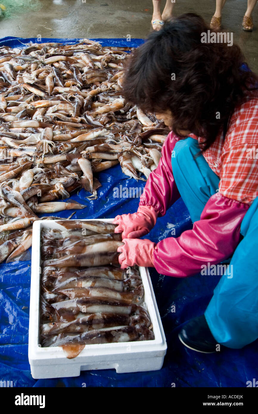 Korean Woman Packing Squid on Piers Cheongjin Fishing Village near ...
