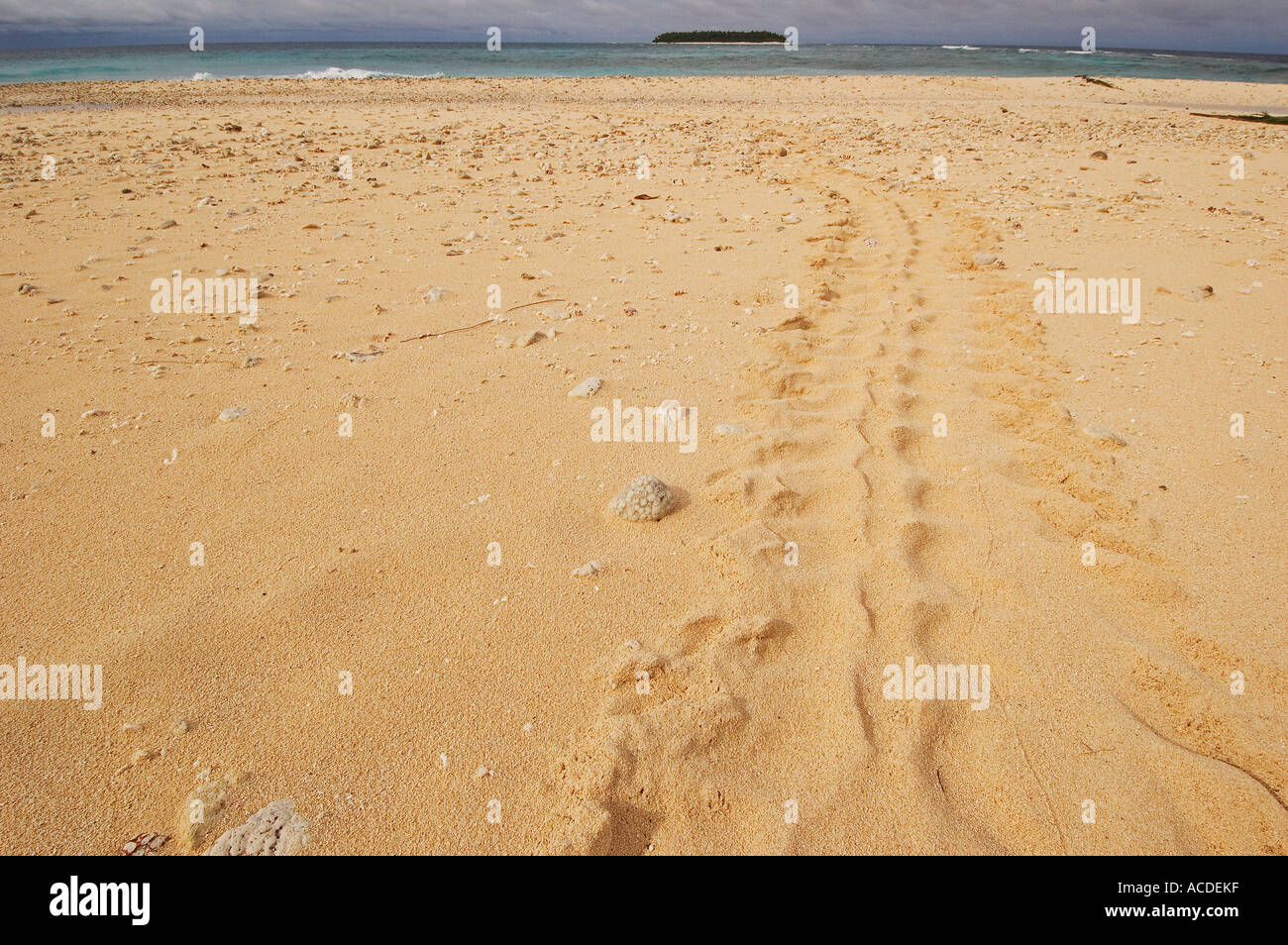 The tracks left from a Green Turtle Chelonia mydas returning to the ...