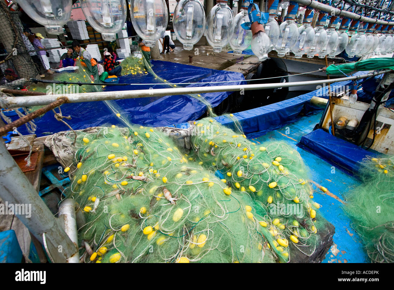 Pulling Nets and Removing Squid on Piers Cheongjin Fishing Village near ...