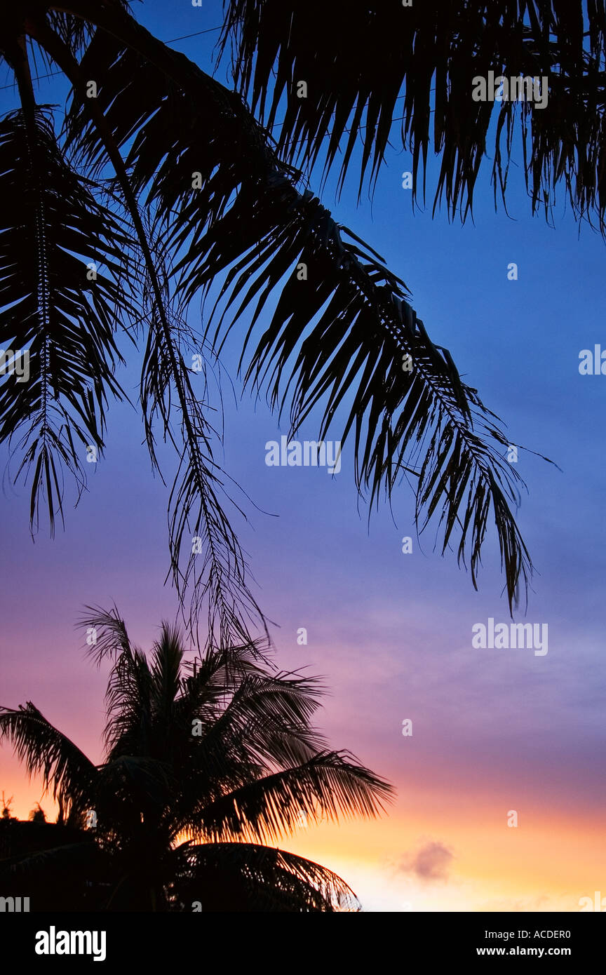 Palm trees ocean blue hi-res stock photography and images - Alamy