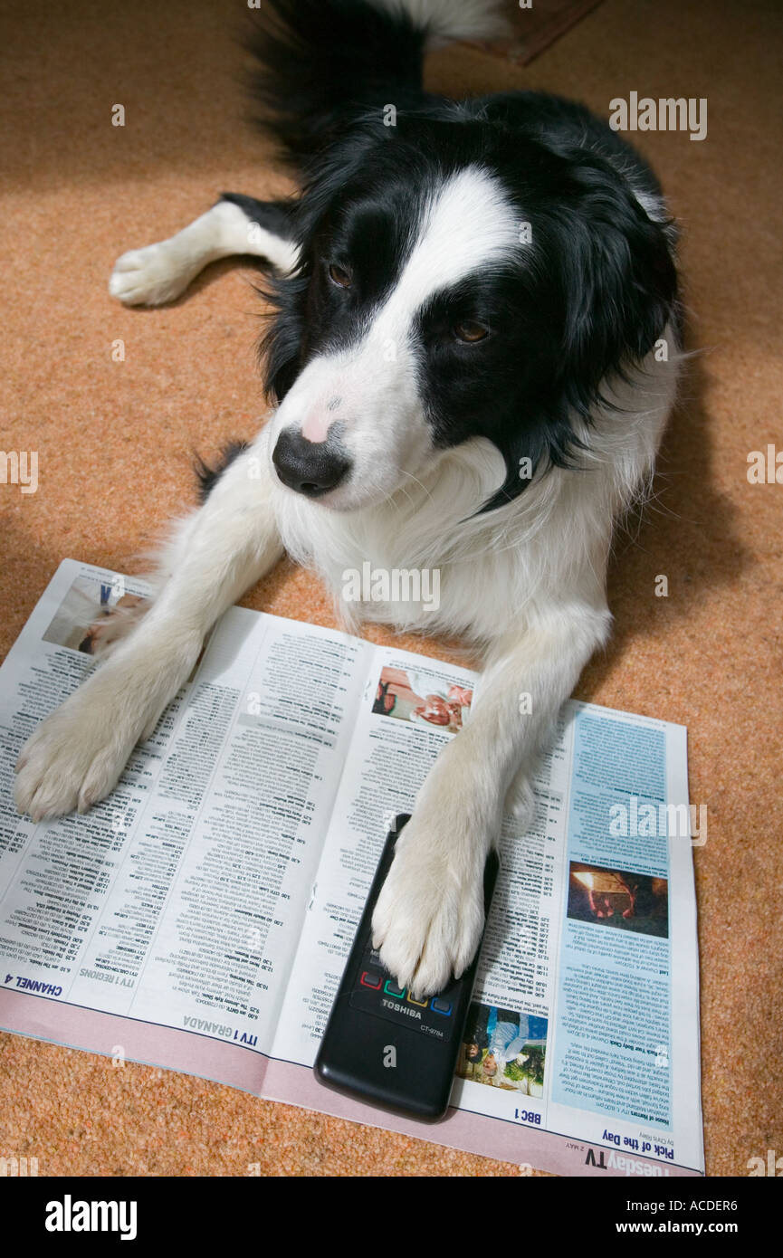 a border collie dog with the TV remote control channel changer Stock ...
