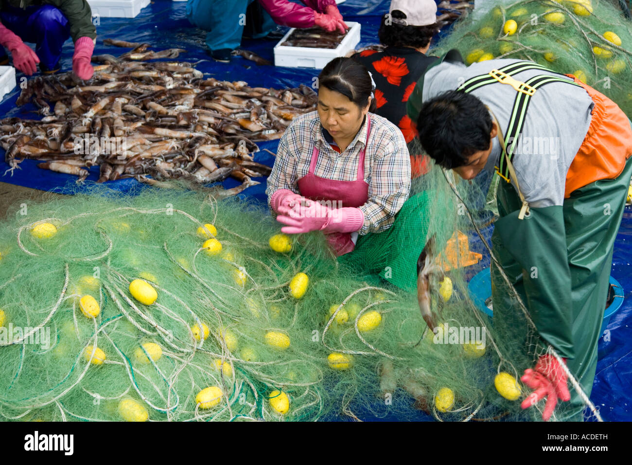 Pulling Nets and Removing Squid on Piers Cheongjin Fishing Village near ...