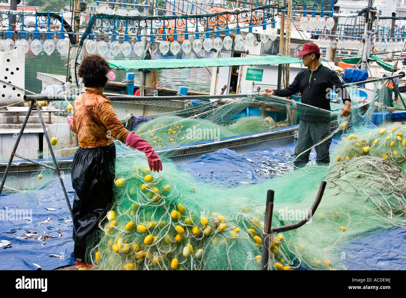 Pulling Nets and Removing Squid on Piers Cheongjin Fishing Village near ...