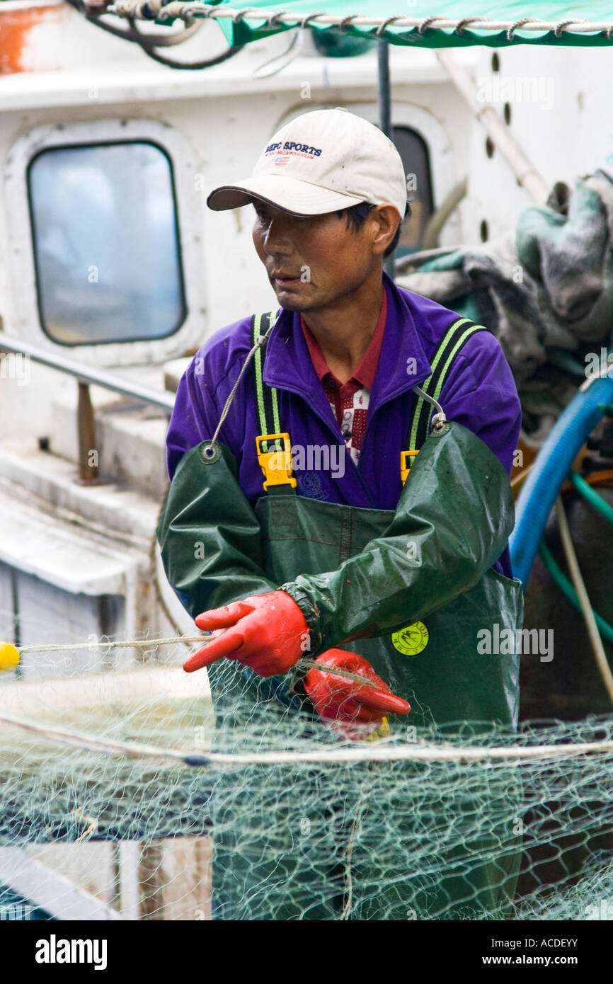 Pulling Nets and Removing Squid on Piers Cheongjin Fishing Village near ...