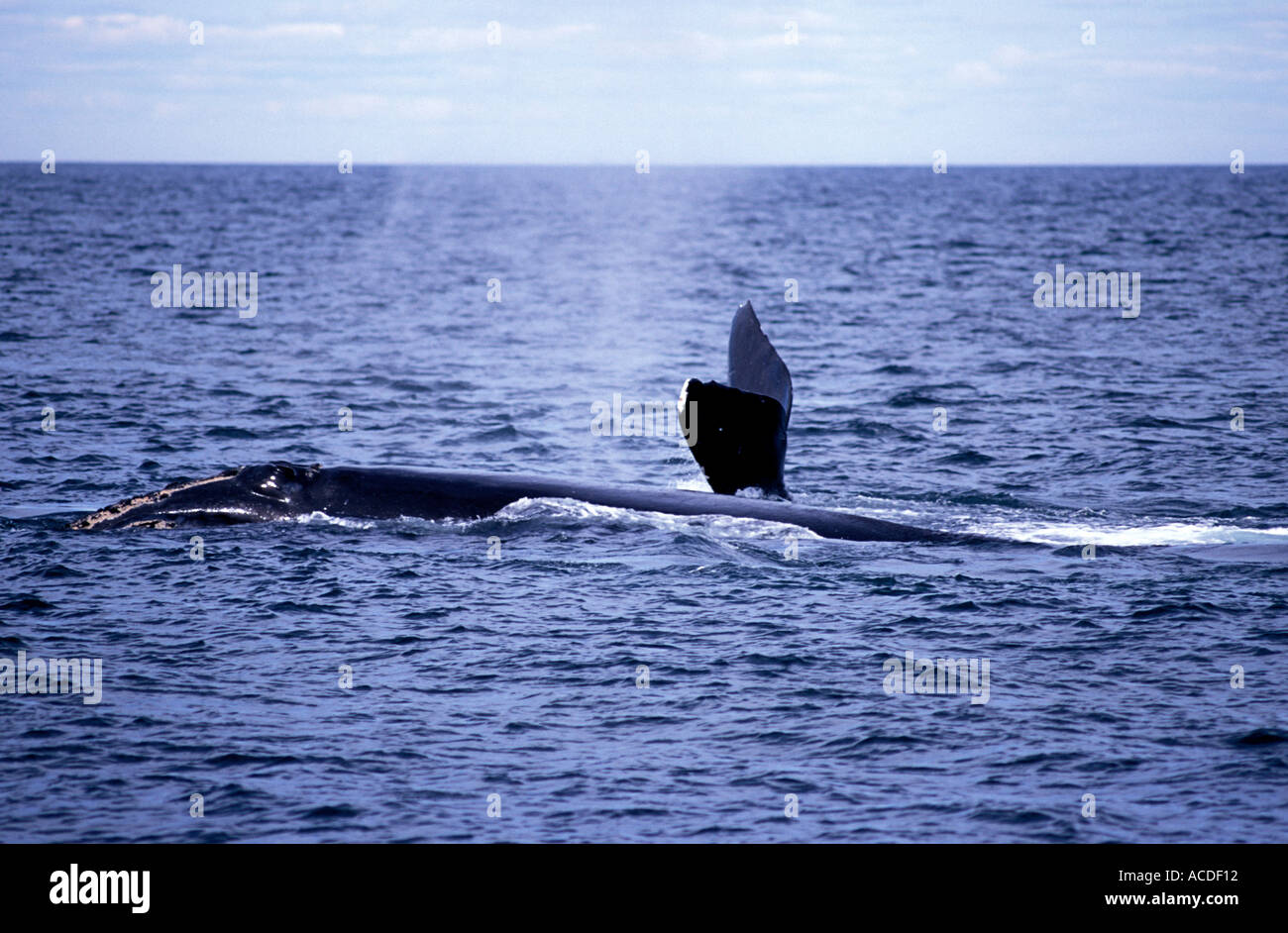 Northern right whale canada hi-res stock photography and images - Alamy