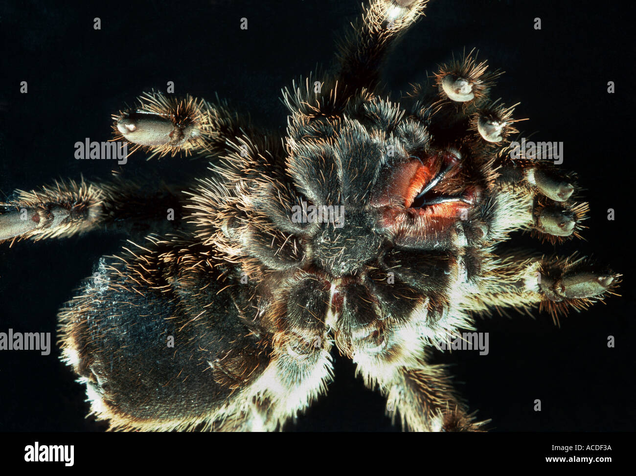 Brachypelma smithi seen from below BIRD SPIDER TARANTULA Stock Photo ...